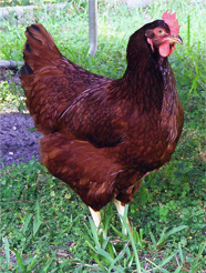 The Grange - Rhode Island Red