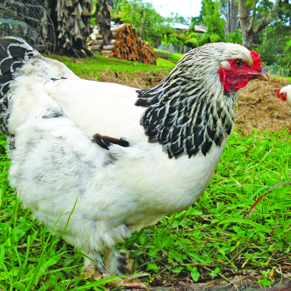 Standard Brahmas , Brahma Chicken: Breed Profile, Pictures & Care Guide ...
