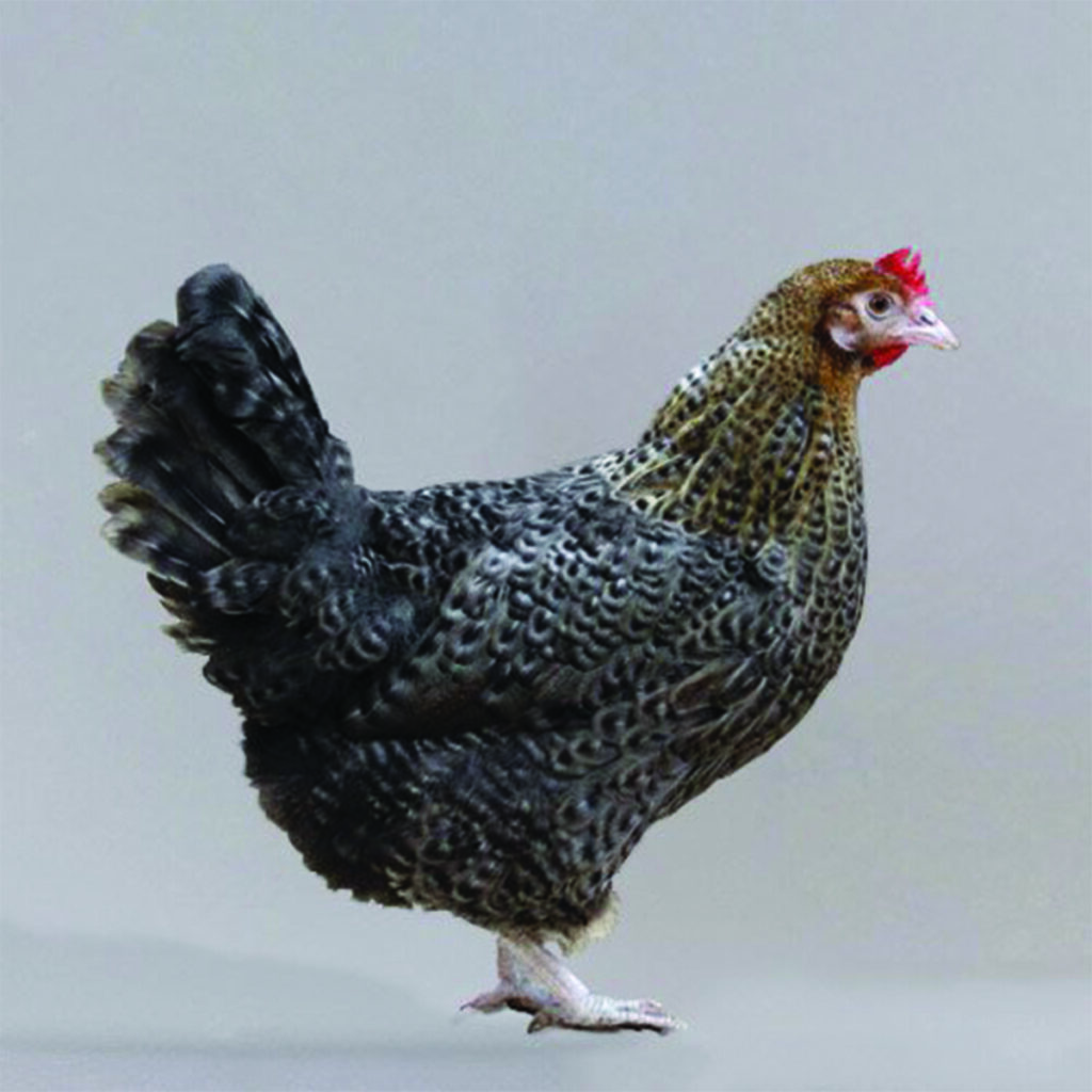 The Grange - Cuckoo Maran