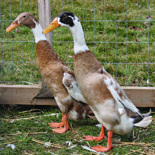 The Grange - Indian Runner