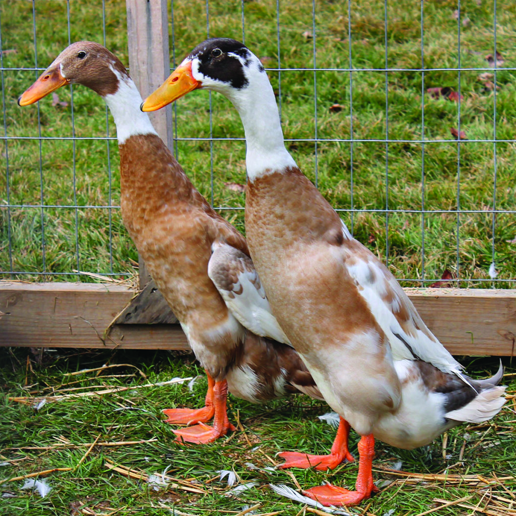 The Grange - Indian Runner