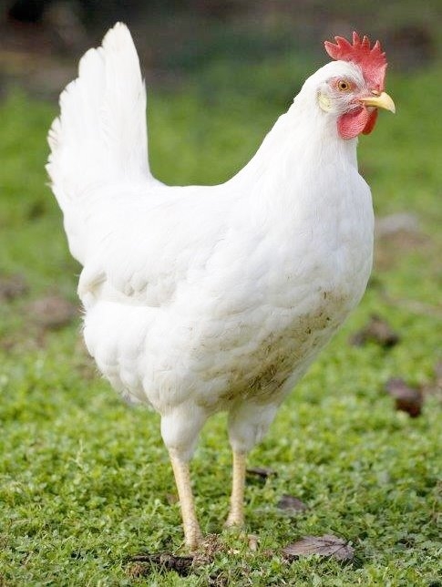 The Grange Leghorn