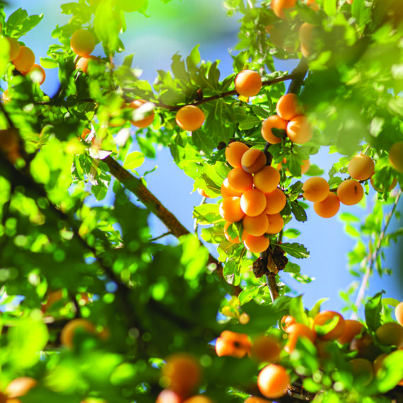 Grange Supply - Fruit Trees