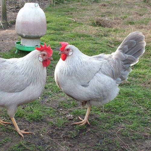 Grange Supply - Isabella Leghorn